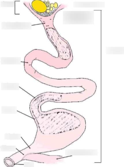 Chicken Reproductive System Diagram Diagram Quizlet