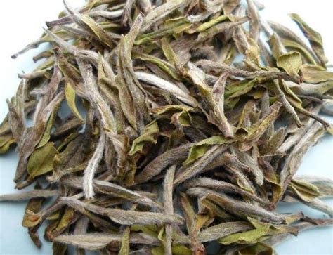白茶之白牡丹 每日頭條