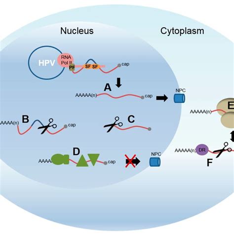 Cartoon Of Hpv Gene Regulation In The Nucleus And Cytoplasm Download Scientific Diagram