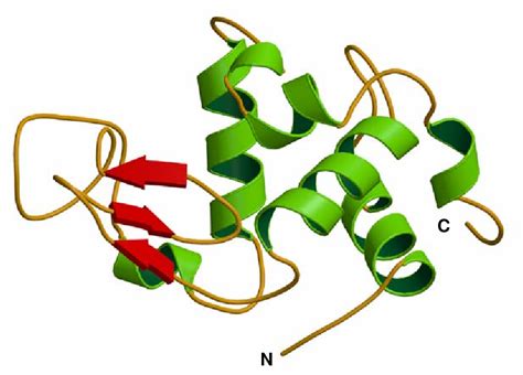 Figure 11 From The Crystal Structure Of A Bacterial Lysozyme At Atomic Figure 11 From The Crystal Structure Of A Bacterial Lysozyme At Atomic