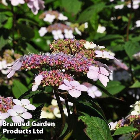 Hydrangea Bluebird Dobies