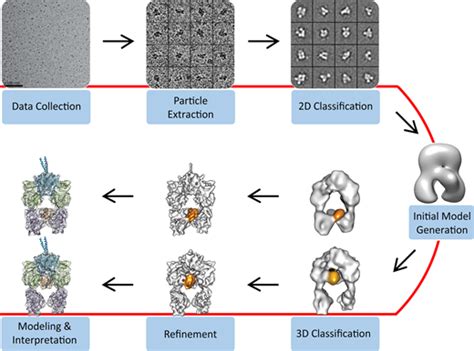 Overview Of Steps For The Determination Of Single Particle Cryo Em 3d