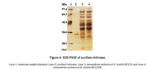 Identification Of A Broad Spectrum Antifungal Chitinase From Bacillus Subtilis Strain Bc121