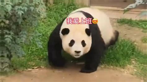 福猪猪明天出关全球直播超强的排面而且小道消息称姜爷爷已到神树坪基地附近民宿 fubao panda 福宝 YouTube