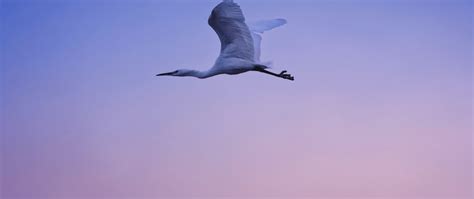 Computer Science 4 Newbies Understanding Binary Search Dev Community