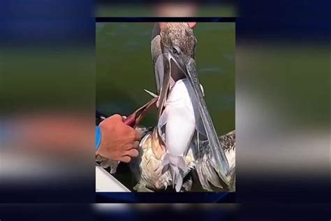下巴壳都扎漏了多亏赶海人的一个善举救了两条命 善举 下巴