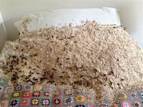 Huge Wasp Nest Found In Woman S Spare Bedroom On The Bed WTF