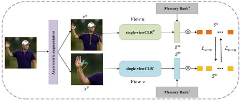 Self Supervised Action Representation Learning Based On Asymmetric Skeleton Data Augmentation