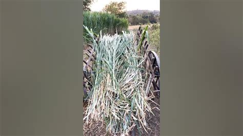 शतकरी 💪 🏻 Youtube