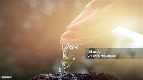 소년 젊은 식물 나무 비옥한 토양에는 아침에 빛 물을 슬로우 모션의 손 천연 자원의 보존 나무 심기 자연 지속 가능성 지속 가능한 보호 물에 대한 스톡 사진 및 기타 이미지