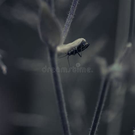 Grayscale Shot Of A Cockroach On A Steam Of A Flower With Blurred