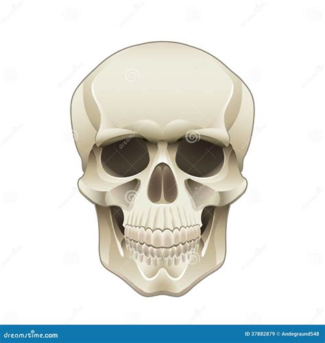 Human Skull Vector Illustration Royalty Free Stock Images Image 37882879
