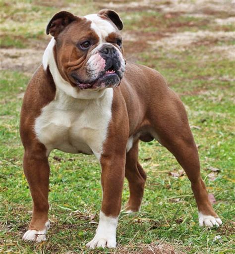 Olde English Bulldogge American Dog Dog Breeds Bulldog Olde English