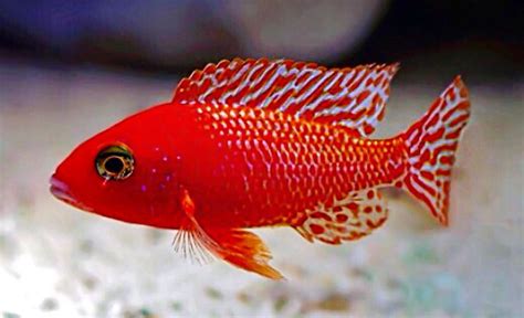 15 Best Lake Malawi Peacock Cichlids Images On Pinterest African