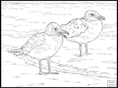 Чайка карандашом 66 фото