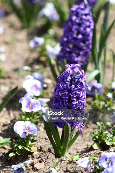 히 아 신 스입니다 다채로운 봄 꽃 햇빛에 분수의 필드입니다 꽃 패턴입니다 히 아 신 스 꽃의 배경 질감 사진입니다 꽃 전구 필드의 다양 한입니다 0명에 대한 스톡 사진 및