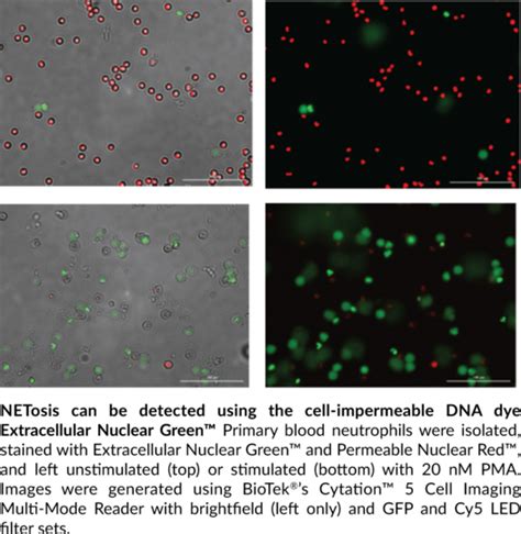 Netosis Imaging Assay Kit