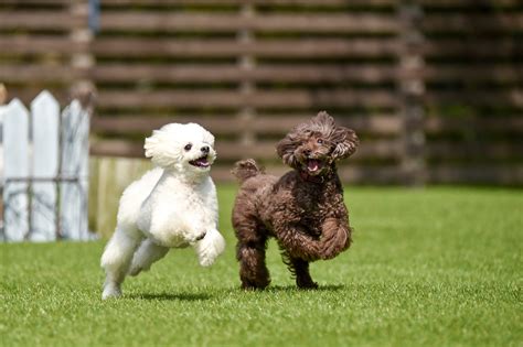 토이 푸들 성격 및 특징 똑똑하고 눈치 빠른 사랑둥이 비마이펫 라이프