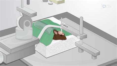 Investigating Auditory Neuronal Responses In An Awake Mouse In The Presence Of An Inhibitory