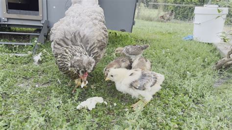 Step Mom In Bath With Step Son Videos Download The Best Free 4k Stock Video Footage And Step Mom