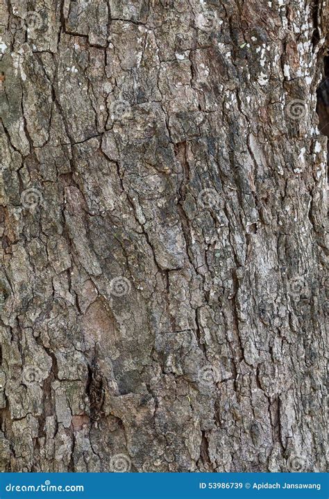 Dark Brown Tree Bark Texture Stock Images Photos