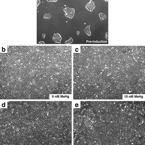 Kegg Pathway Enrichment Of Definitive Endoderm De Cells Exposed To A Download Scientific