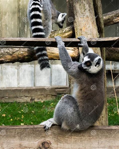 Mono Atado Anillo Divertido Del Lémur Jugando Y Balanceando En Un Tablón De Madera Foto De