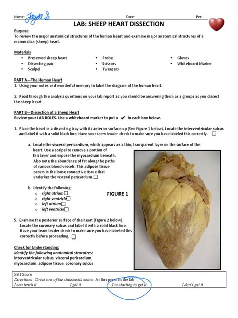 Free Sheep Heart Dissection Worksheet Answers Download Free Sheep