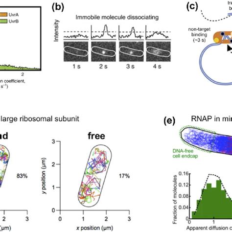 Molecular Diffusion And Msd Analysis A Different Types Of Diffusion Download Scientific