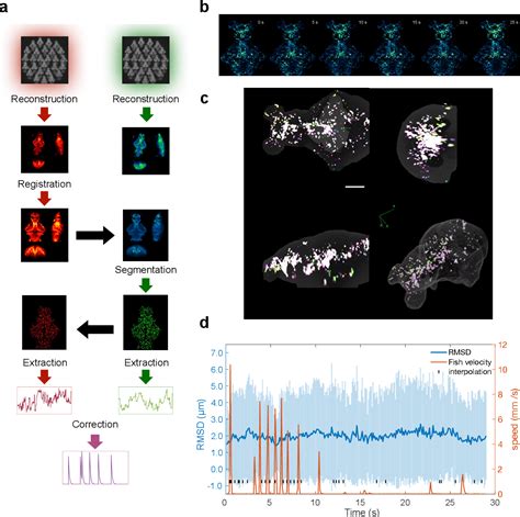 Figure 3 From All Optical Interrogation Of Brain Wide 1 Activity In Freely Swimming Larval
