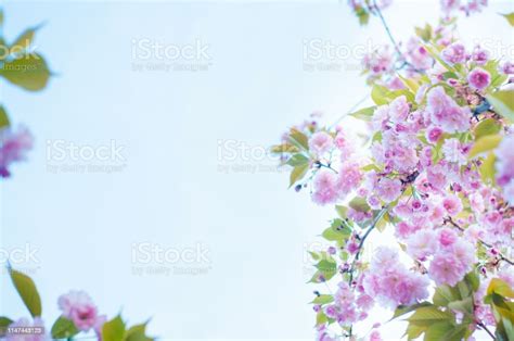 파스텔 핑크 배경으로 퇴색 하는 아름 다운 봄 벚꽃 사쿠라 꽃 4월에 대한 스톡 사진 및 기타 이미지 4월 계절 과수원 Istock