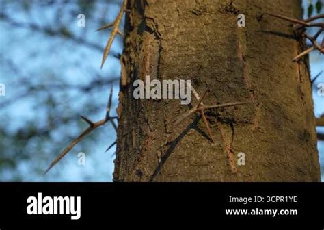 Close Up Of Tree Trunk With Sharp Thorns In Sunlight Slow Tilt Up