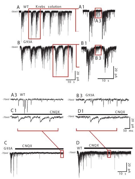 A And B Two Representative Traces Of Spontaneous Bursting Activity Download Scientific