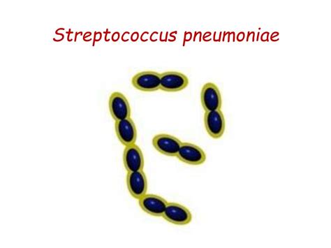 Ppt Streptococci Powerpoint Presentation Free Download Id 2005468