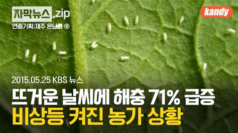 제주 온난화 뜨거운 날씨에 해충 71 급증 비상등 켜진 농가 상황 Youtube