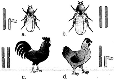 Sex Determination Recommended MCQs 237 Questions Principles Of Inheritance Variation Botany