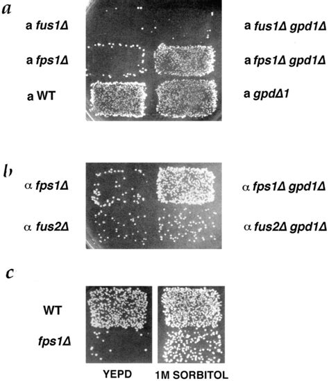 Suppression Of Mating Defect Of Fps1Δ By Gpd1Δ And 1 M Sorbitol A Download Scientific