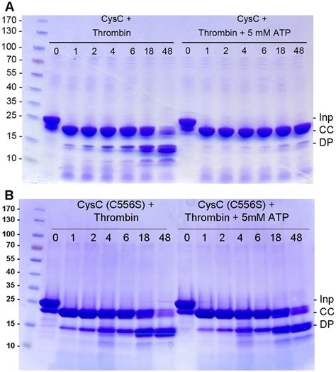 Time Dependence Of Thrombin Digestion Of Cysc A Thrombin Digestion Of