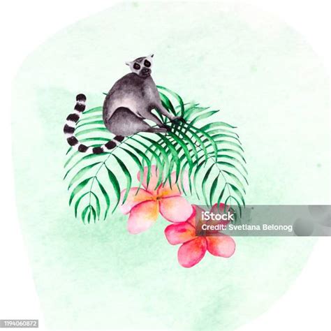 녹색 열대 잎 꽃과 줄무늬 여우원숭이 수채화 구성 엽서 인사말 초대장 및 독창적 인 디자인 아이디어에 대한 그림 0명에 대한 스톡 벡터 아트 및 기타 이미지 Istock