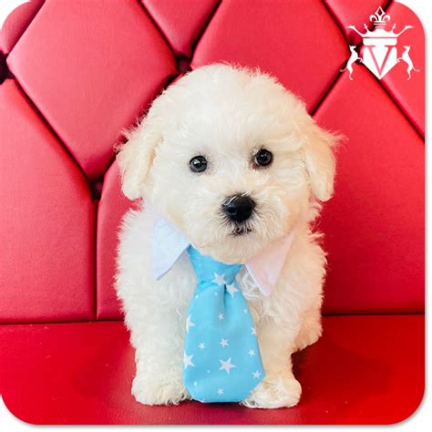 비숑프리제 40만원~ 뱅갈고양이 도베르만분양 미니말티즈 스핑크스고양이분양 장모치와와 빠삐용 스핑크스고양이 브리티시숏헤어분양 빅토리아펫 강아지분양