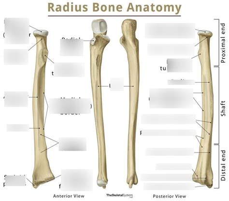 Radius Diagram Quizlet