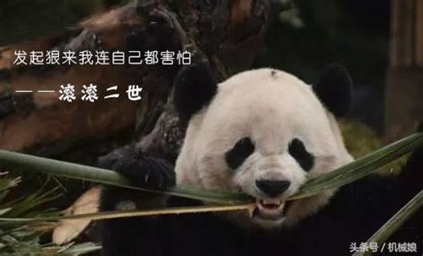 熊猫远古复原图 远古熊猫图片 远古火星复原图 大山谷图库