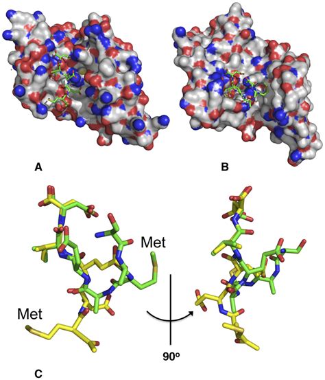Binding Of Peptide To The Tpr Domains Of Hop And Aip A Pymol Download Scientific Diagram