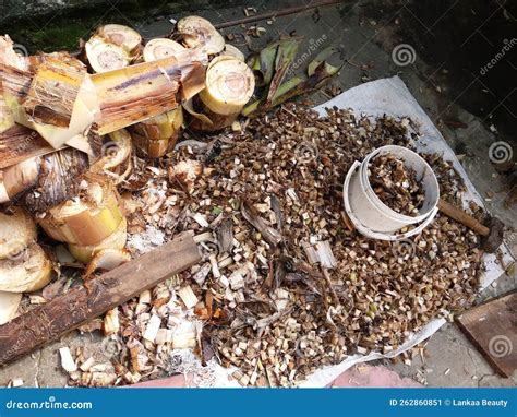 Compost Creating For Cutting Banana Trees Stock Image Image Of Horticulture Meat