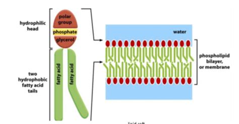 Lecture 1 Cell Flashcards Quizlet