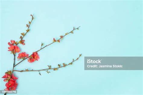 붉은 꽃을 피우는 일본 퀸스 꽃 가지 부드러운 파스텔 블루 배경에 사월 꽃 자연과 봄 꽃 봄철 개념 상단 보기 플랫 레이 공간을 복사합니다 0명에 대한 스톡 사진 및 기타