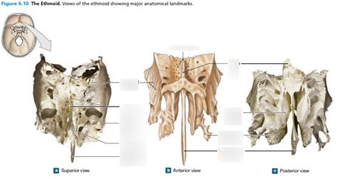 Ethmoid Bone Diagram Quizlet
