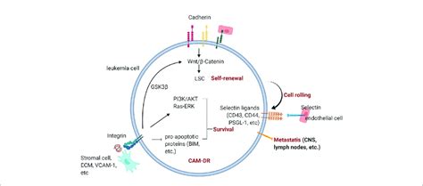 Overview Of Cam Dr In Leukemia Cadherin Selectin And Integrin Download Scientific Diagram
