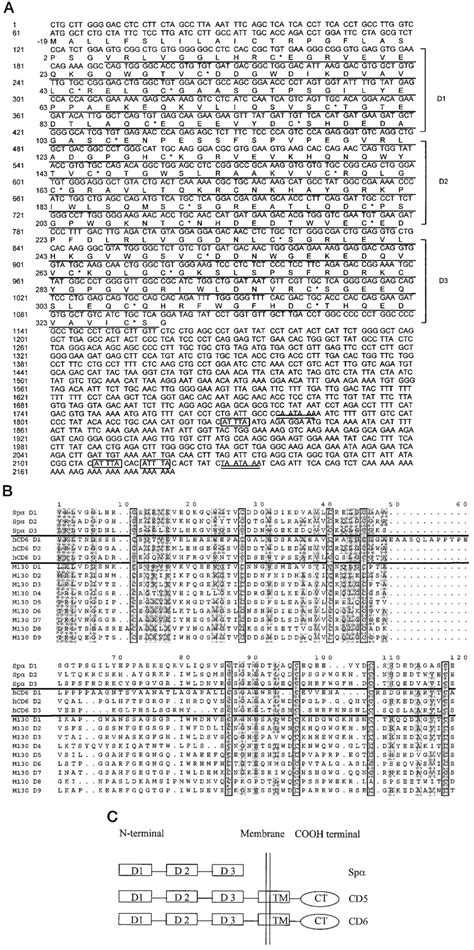 A Sequence Of Sp And The Translated Protein Underlined Areas Denote