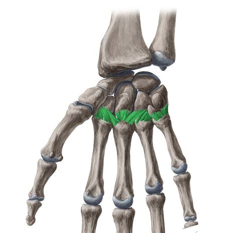 Carpometacarpal Cmc Joints
